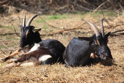 Goat Body Language FAQ - Goat Journal